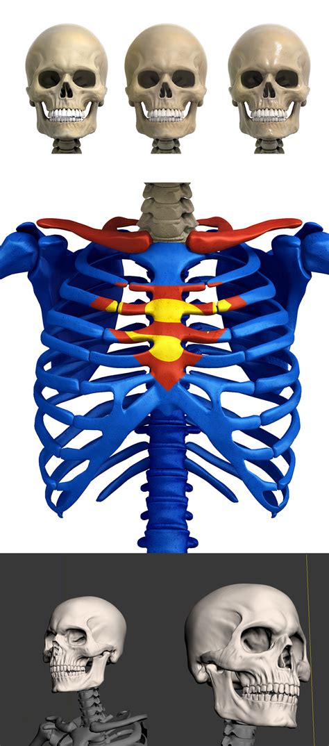 Superman Skeleton On Behance