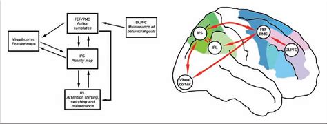 Attention Brain Networks