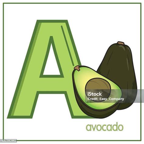 알파벳 문자와 아보카도의 벡터 그림 A 어퍼 케이스 또는 영어 학습 연습 Abc에 대 한 대 문자 0명에 대한 스톡 벡터 아트