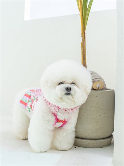 스트로베리 팝 비치웨어 2color 디자인포도그