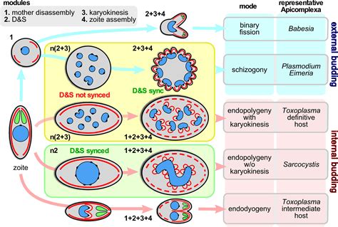 Apicomplexans Plasmodium