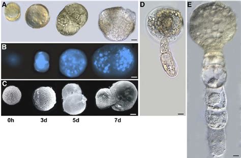 Induction Of Microspore Embryogenesis In B Napus ‘topas Dh4079