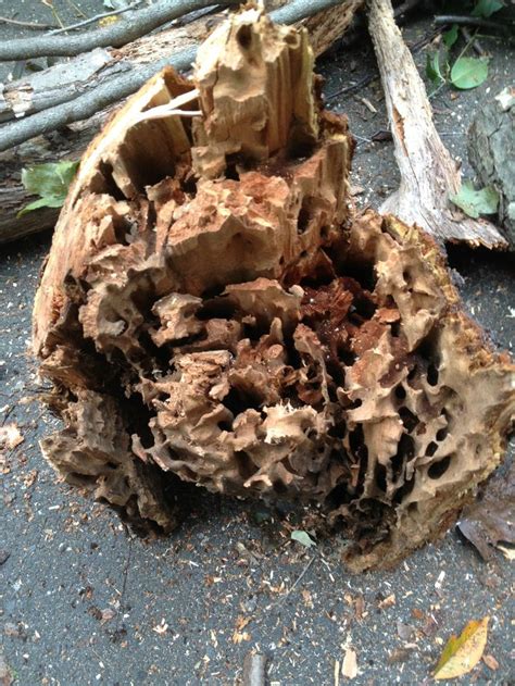 Best Images About Tree Hazards On Pinterest Trees Fire Pits And Ash