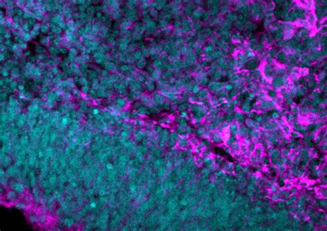 About Uk Human Functional Genomics Initiative