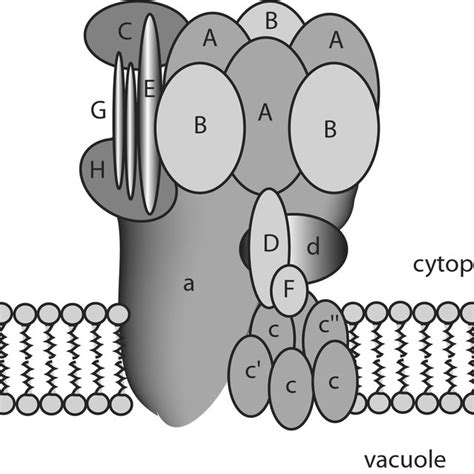 The V Atpase The Enzyme Consists Of One Cytoplasmic Domain Subunits A Download Scientific