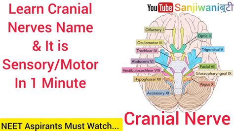 Cranial Nerves Mnemonic Sensory Or Motor My XXX Hot Girl