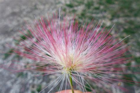 P1020988 Rustam Gayfutdinov Flickr