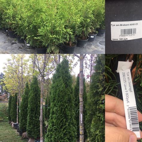 Туи в садовом центре от мало до велико На любой вкус и кошелек туисмарагд туибрабант туи
