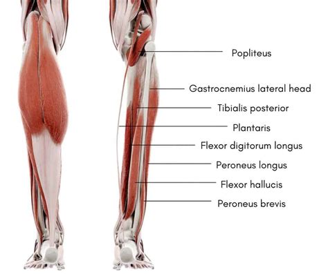 Popliteus Muscle Anatomy And Function