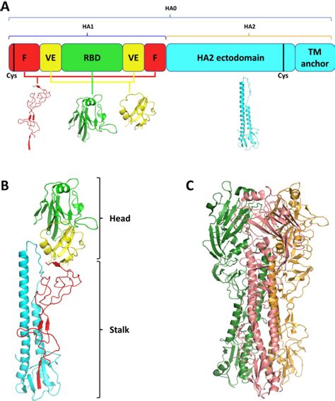 七种甲型 H1n1 流感病毒株血凝素的结构特征揭示了 C05 抗体识别位点的多样性 Scientific Reports X Mol