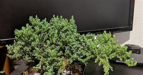 juniper 5 20 19 album on imgur