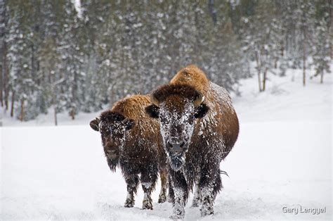 Bison In The Snow Yellowstone National Park By Gary Lengyel Redbubble
