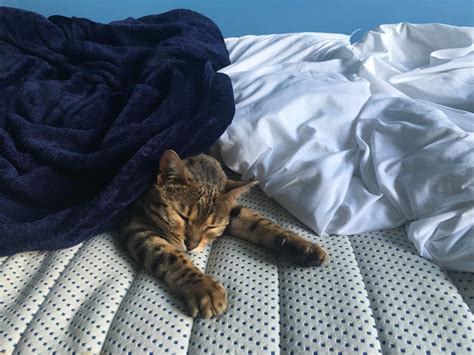 My Aunts Cat Having A Nap In My Cousins Bed 🥰 R Aww