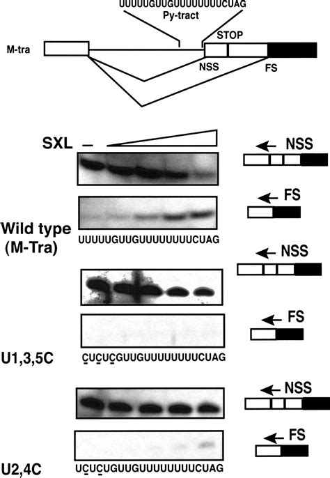Sex Lethal And U2 Small Nuclear Ribonucleoprotein Auxiliary Factor U2af65 Recognize