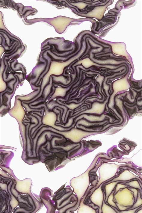 Red Cabbage Highlighted Cross Section Of Vegetable Curved Lines Background Stock Image