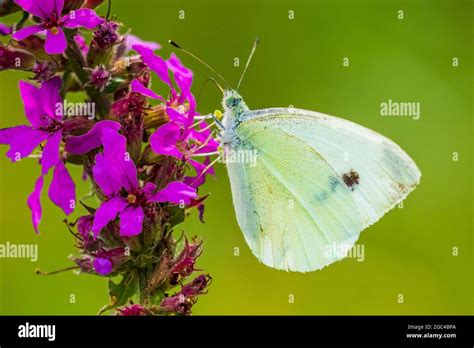 Pieris Rapae Small White Butterfly Feeding Nectar From Pink Purple Flowers In A Colorful Meadow