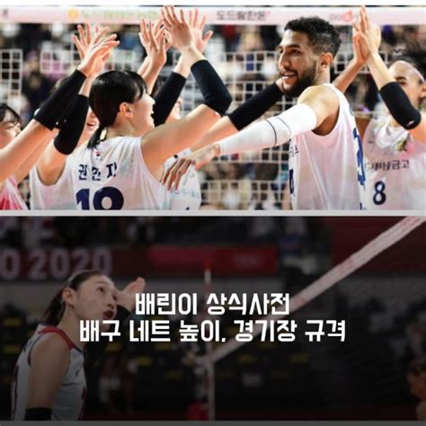 배구 네트 높이 경기장 규격 어택라인 센터라인 안테나 여자남자 차이 네이버 블로그
