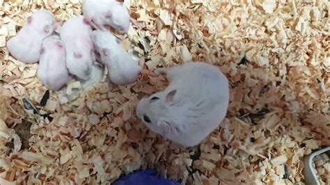 햄스터 새끼 태어난지 10일째 Youtube