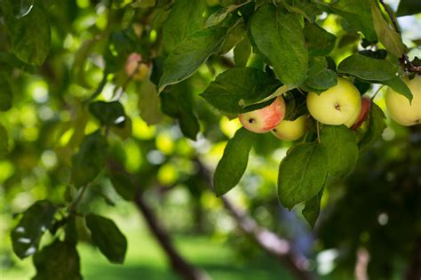 달 콤 하 고 잘 익은 빨간색과 녹색 사과 과수원에 유기 나무 자연 배경에서 아름 다운 과일 나무입니다 분기에 신선 하 고 달콤한 사과입니다 농림부 장관에 대한 스톡 사진