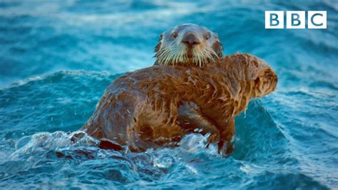 Otters Band Together To Survive Collapsing Glacier Ice Spy In The