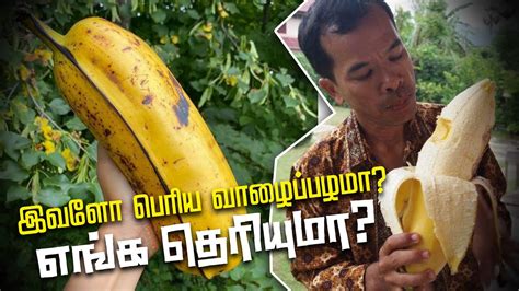வாழைப்பழம் இவ்வளோ பெருசா எங்க தெரியுமா Youtube