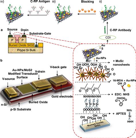 A Schematic Diagram Of Field Effect Transistor Device Fabricated On