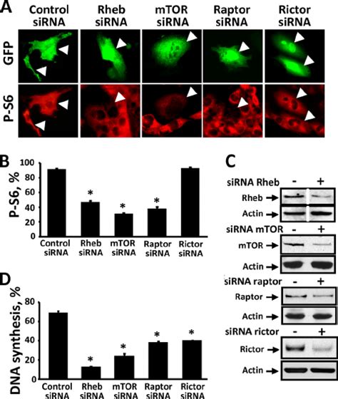 A And B Rheb Mtor And Raptor But Not Rictor Are Required For S6