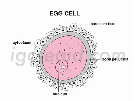 B2 1 Cell Structure Igcse Aid