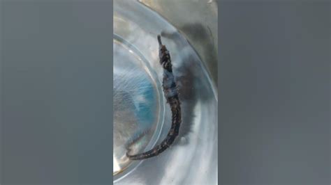 கடல் குதிரை பாத்ருக்கீங்களா😱😱 Trending Youtubeshorts Shortsfeed Waitforend Tamil Youtube