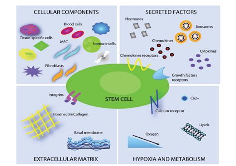 Schematic Representation Showing The Bidirectional Dynamic Interactions