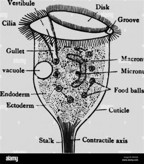 Stentor Labeled