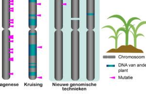 Genetische Modificatie Voorbeelden In De Landbouw En Voeding