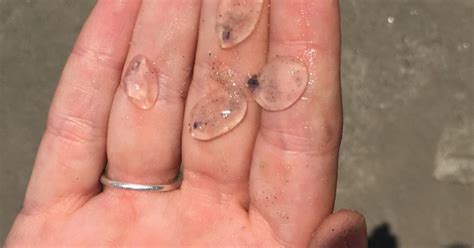 What Are These Odd Clear Blobs In Maryland Waters Cbs Baltimore