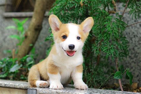 Shop Cún Phốc Sóc Shop Cún Phốc Sóc Giá Sinh Viên