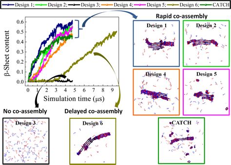 Dmdprime20 Simulations Of Peptide Coaggregation Plots Of Sheet