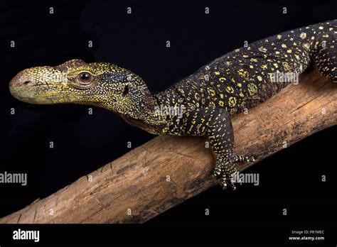 The Crocodile Monitor Varanus Salvadorii Is The Longest Lizard