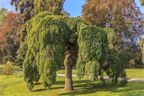 20 Best Types Of Weeping Trees