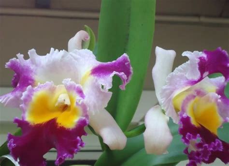 Cattleya Big Notebook Size Orchid Flowers
