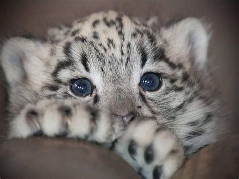 Өнөөдөр Цоохор ирвэс хамгаалах олон улсын өдөр тохиож байна Isee Mn