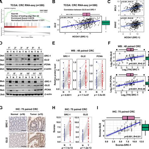 Src 1 Is Overexpressed And Positively Correlated With Gli2 Expression Download Scientific