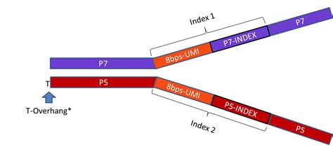 Adapter Genetics At Timothy Votaw Blog