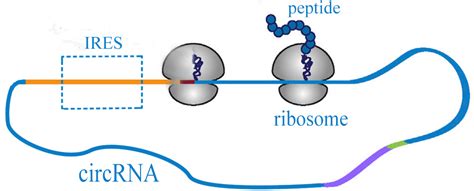 CircRNADb A Comprehensive Database For Human Circular RNAs With Protein Coding Annotations
