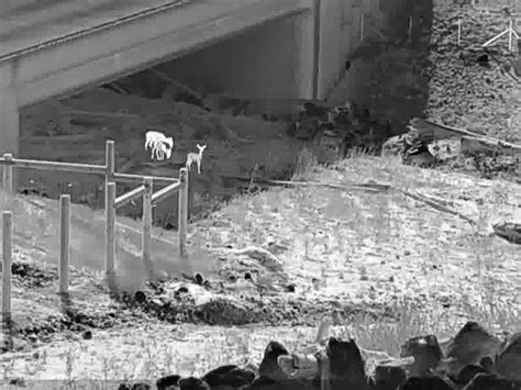 Deer Thermal Dataset 2 Object Detection Dataset By Wsdot Thermal Dataset