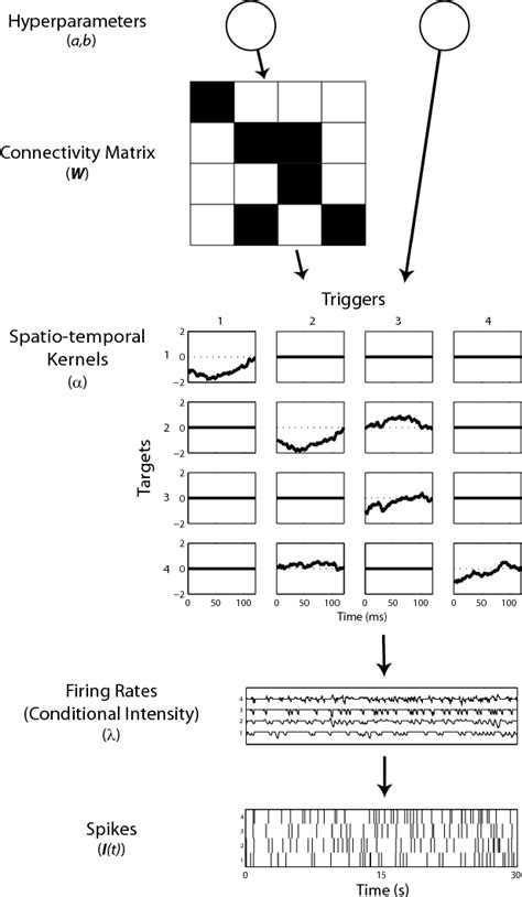 Figure 1 From Bayesian Inference Of Functional Connectivity And Network Structure From Spikes