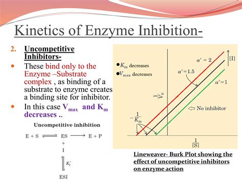 Kinetics Of Enzyme Action Pptx Kinetics Of Enzyme Action Pptx