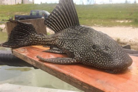 Armored Catfish Hassa