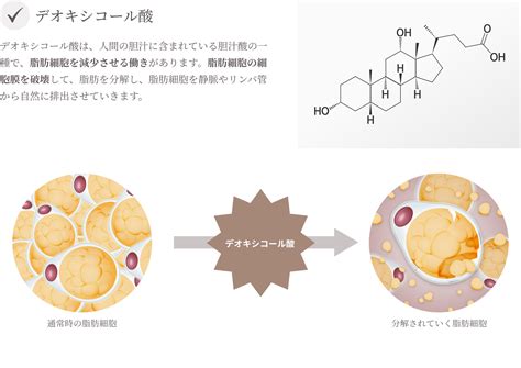 脂肪溶解注射（カベリンカベルライン） 渋谷シーズメディカルクリニック