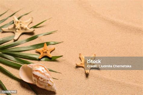 야자수 잎 불가사리 해변 모래에 조개 텍스트 공간 여름 방학 0명에 대한 스톡 사진 및 기타 이미지 0명 개념 개념과 주제 Istock