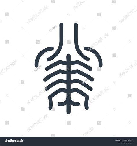 Unique Xiphoid Process Anatomy Vector Design Stock Vector Royalty Free