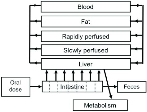 Schematic Representation Of The Generic Pbk Model Pbk Physiologically Download Scientific